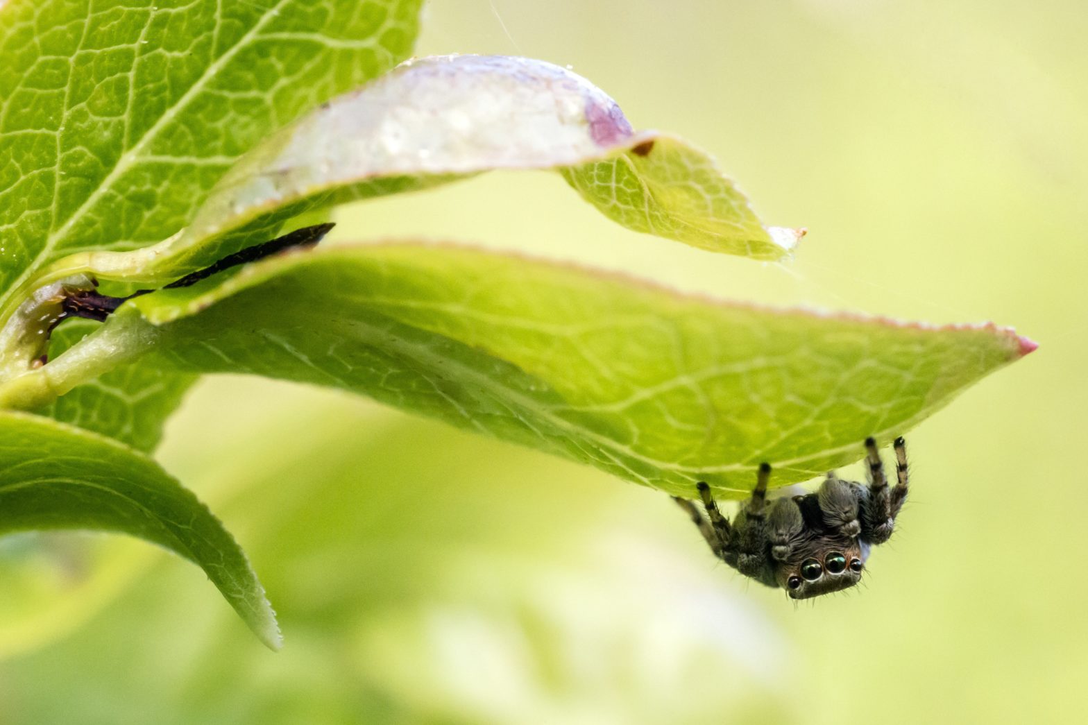 Jumping Spider Life Cycle: The Complete Development Process | Spiders ...