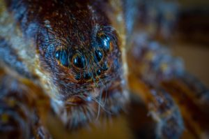 Unveiling the Secrets of the Jumping Spider Anatomy | Spiders Web HQ