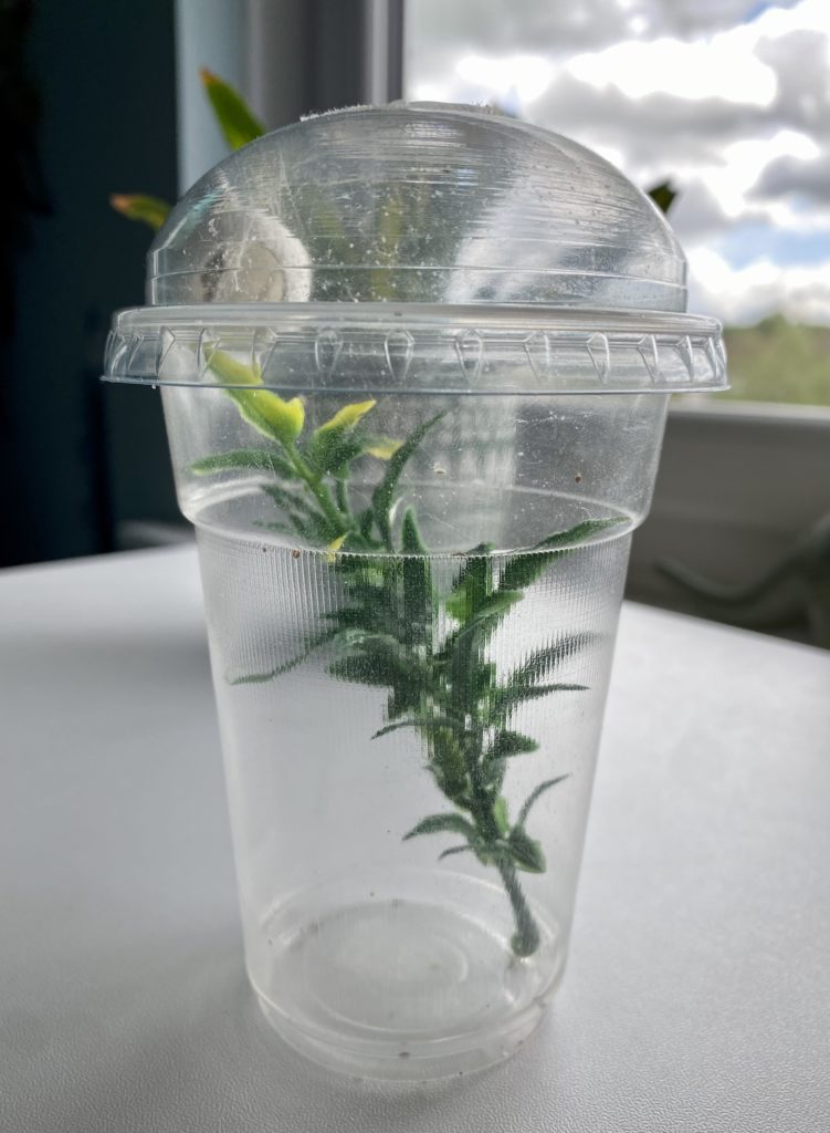 How to Create the Ultimate Jumping Spider Enclosure | Spiders Web HQ