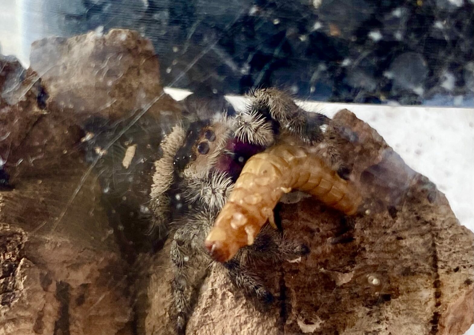 How to Feed a Jumping Spider: Ensuring Proper Nutrition and Care ...