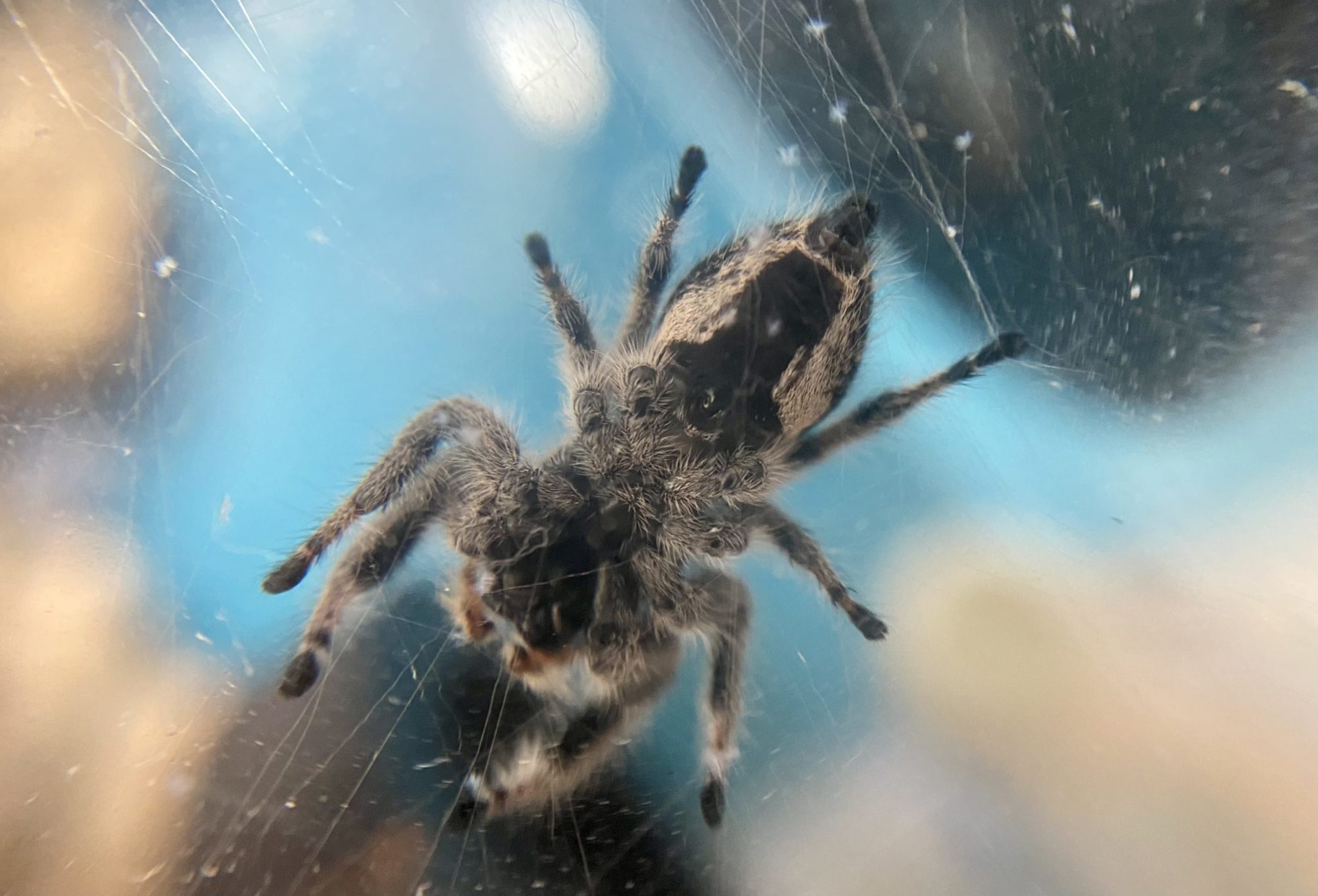 Jumping Spider Gender: Learn how to Determine | Spiders Web HQ