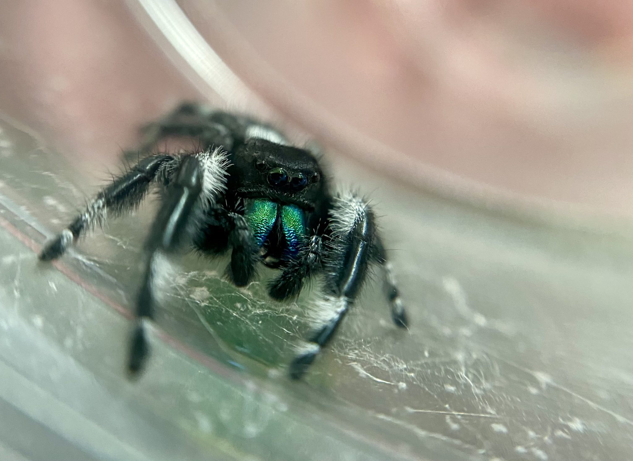 Jumping Spider Gender: Learn how to Determine | Spiders Web HQ