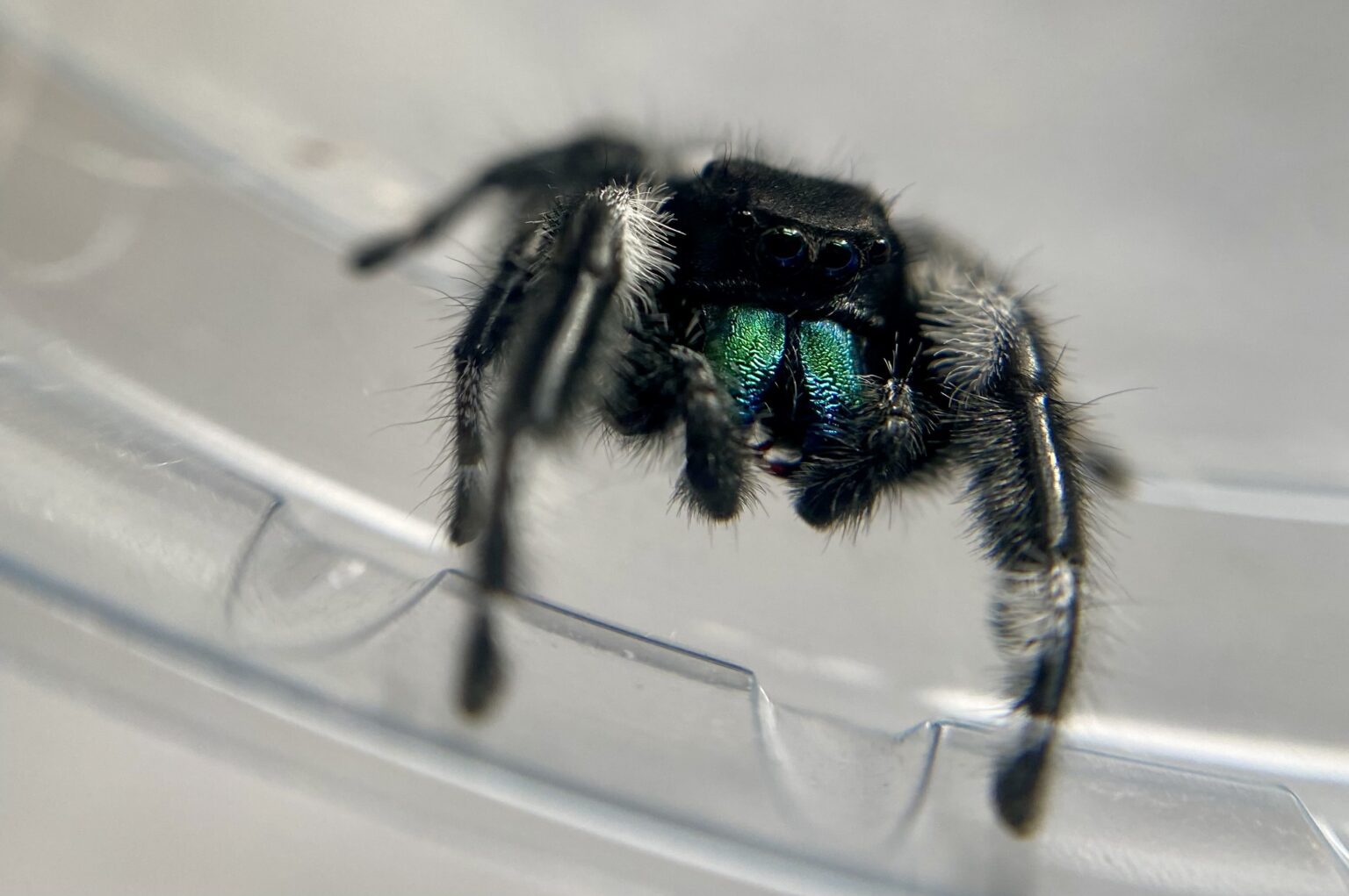 Handling Jumping Spiders: How to Make the Experience Enjoyable for Both ...