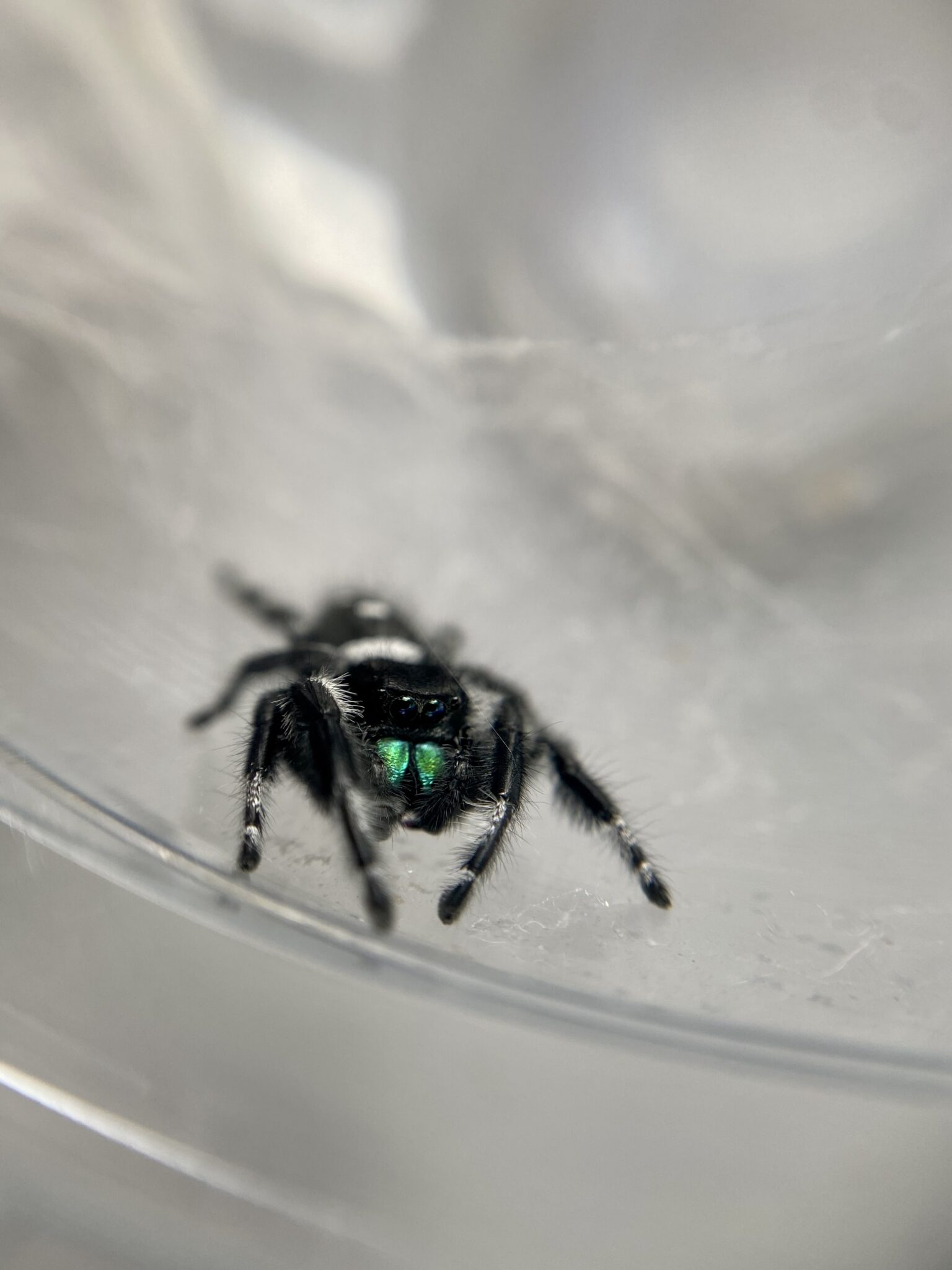 Handling Jumping Spiders: How to Make the Experience Enjoyable for Both ...