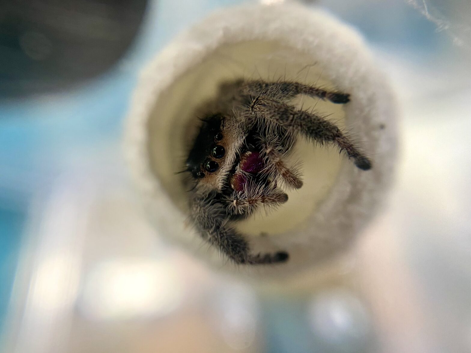 The Regal Phidippus Regius: Everything You Need to Know About the ...