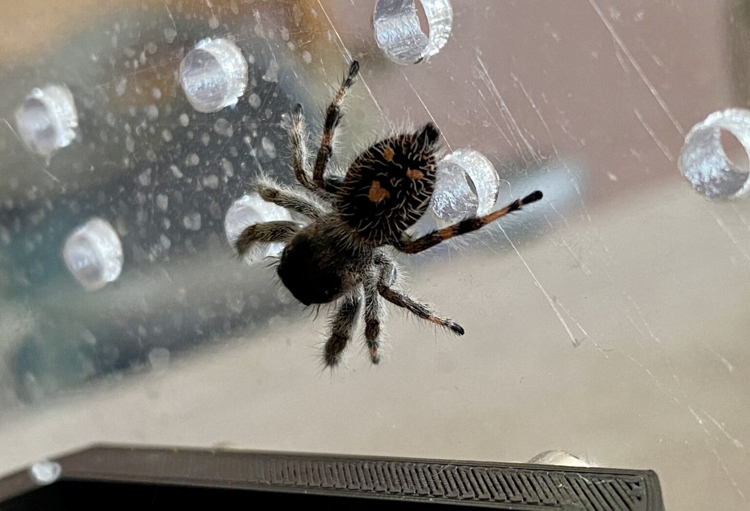 The Regal Phidippus Regius: Everything You Need to Know About the ...