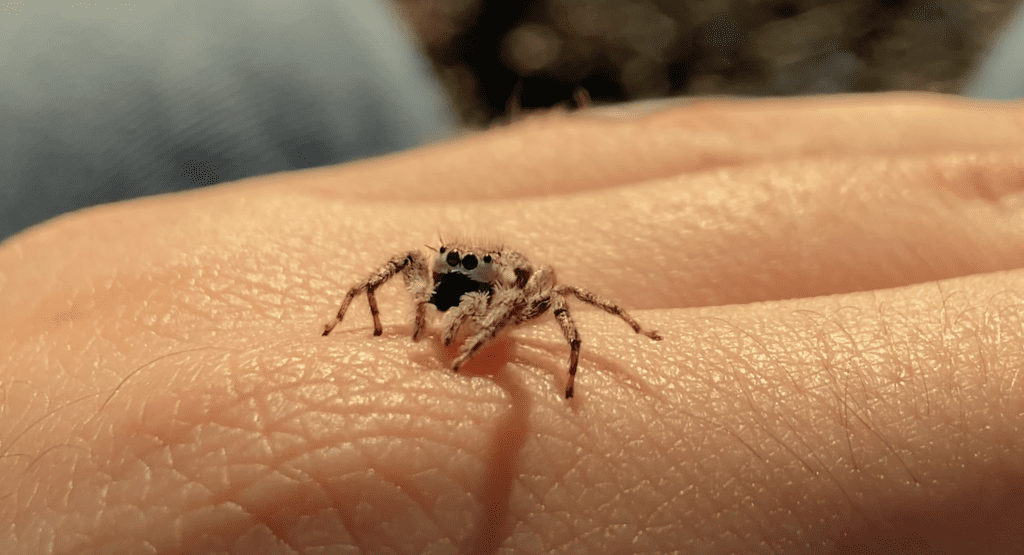 The Best Jumping Spider Types for Your First Pet | Spiders Web HQ