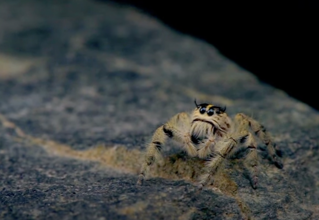 The Best Jumping Spider Types for Your First Pet | Spiders Web HQ