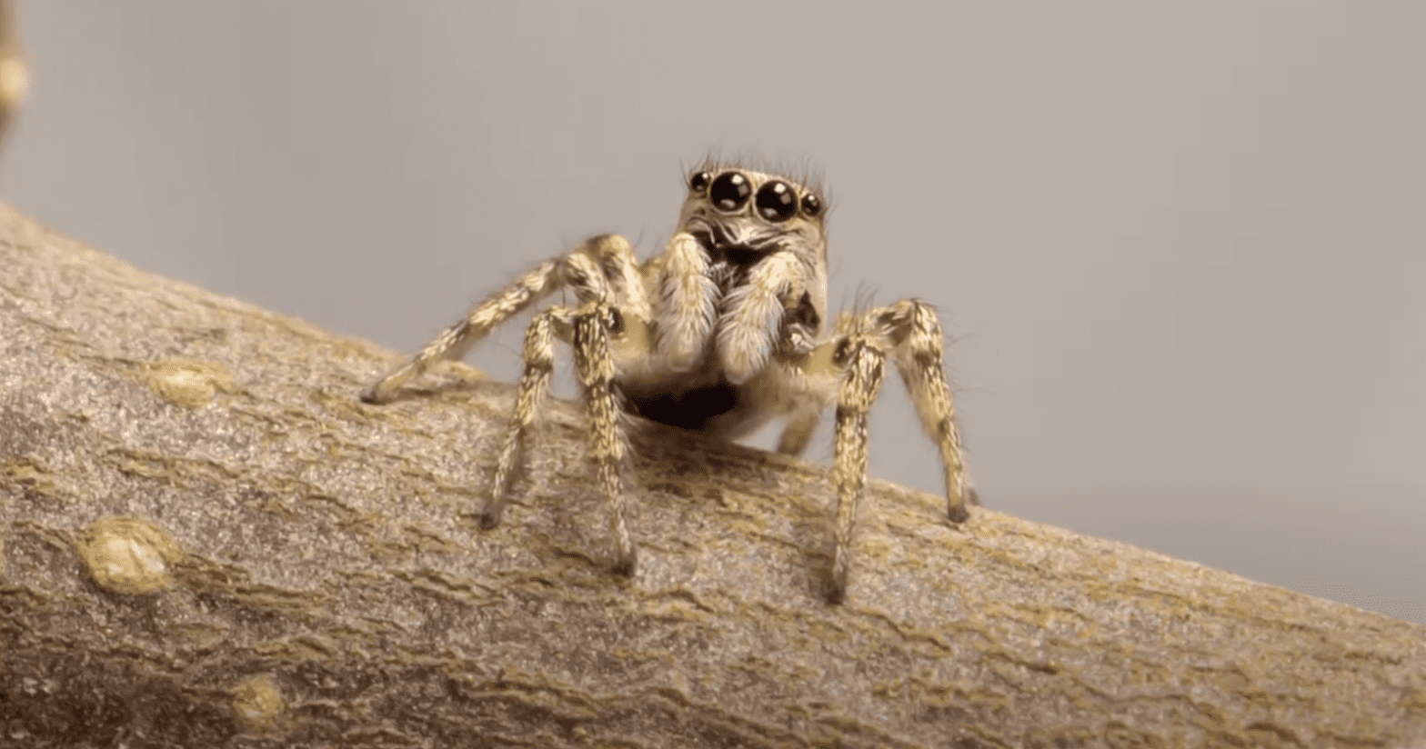 The Best Jumping Spider Types for Your First Pet | Spiders Web HQ