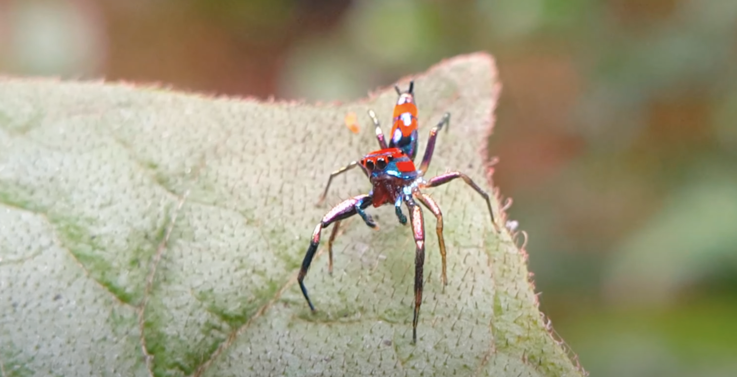 The Best Jumping Spider Types for Your First Pet | Spiders Web HQ