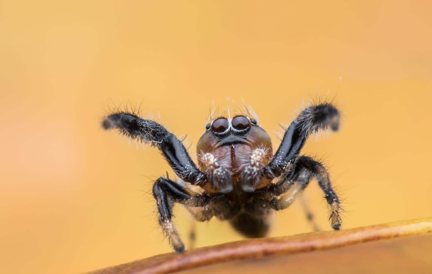Are Jumping Spiders Friendly? What You Need to Know About These ...