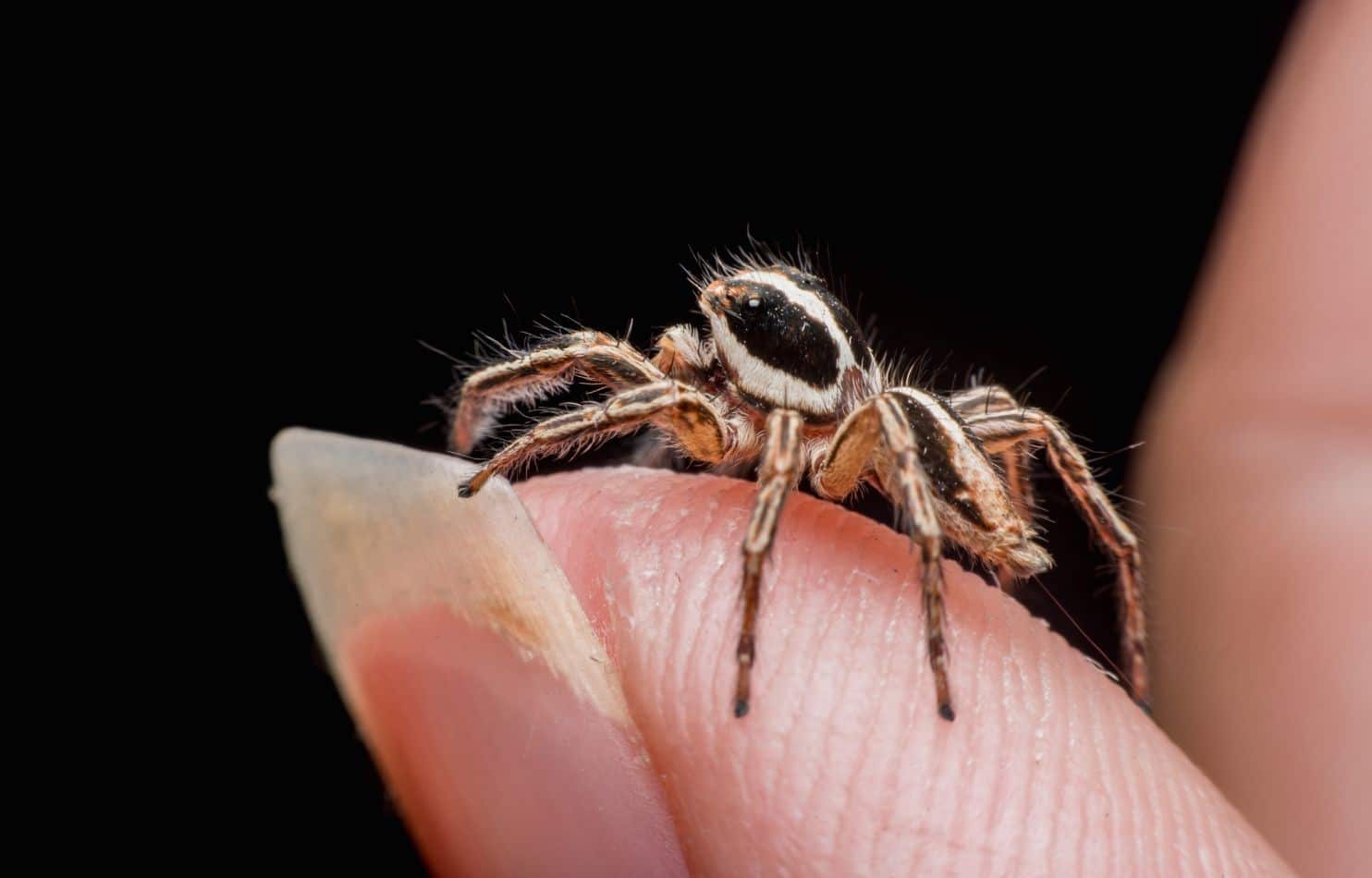 Are Jumping Spiders Friendly? What You Need to Know About These ...