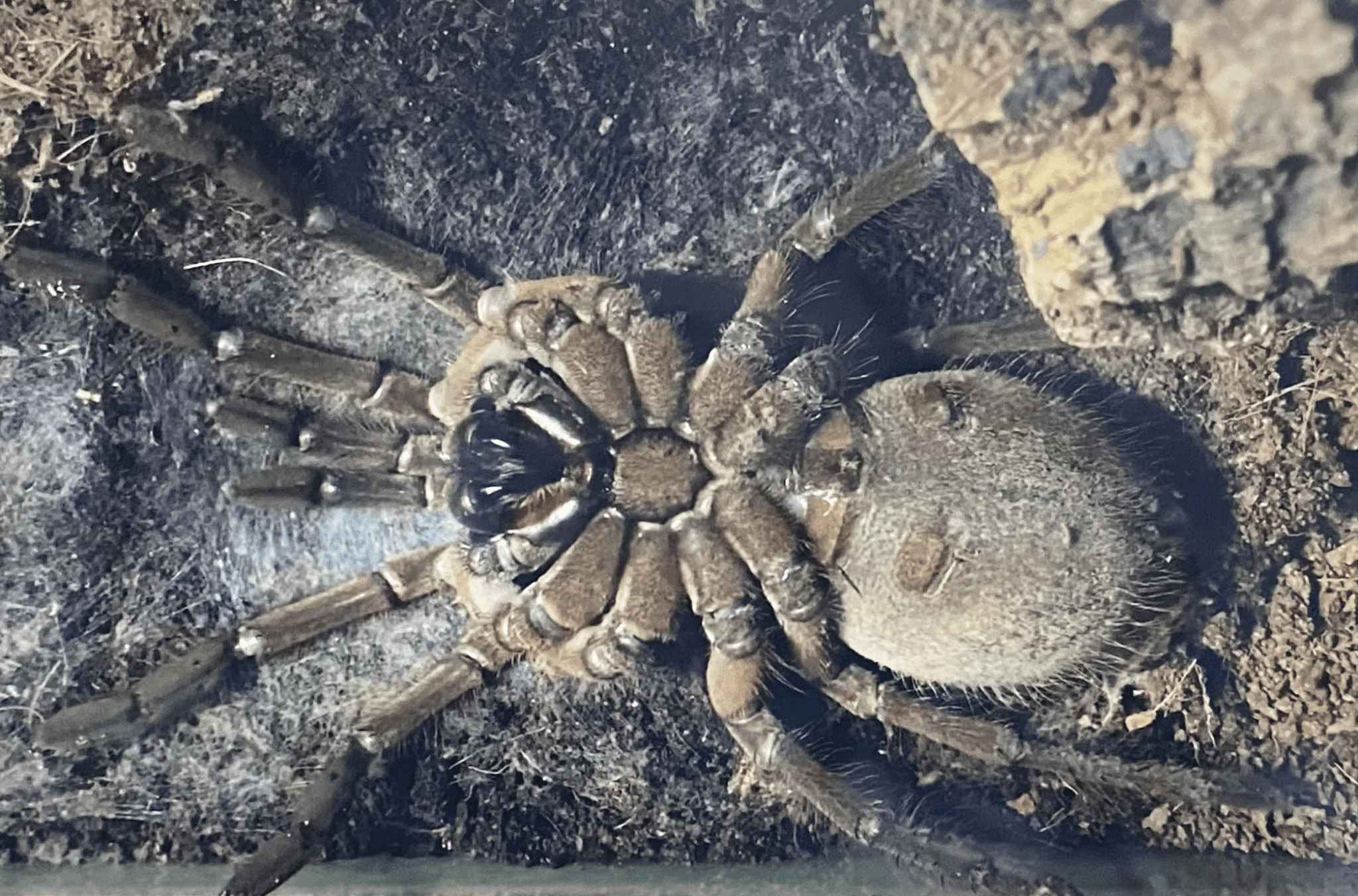 The Complete Life Cycle of Tarantulas Explained | Spiders Web HQ