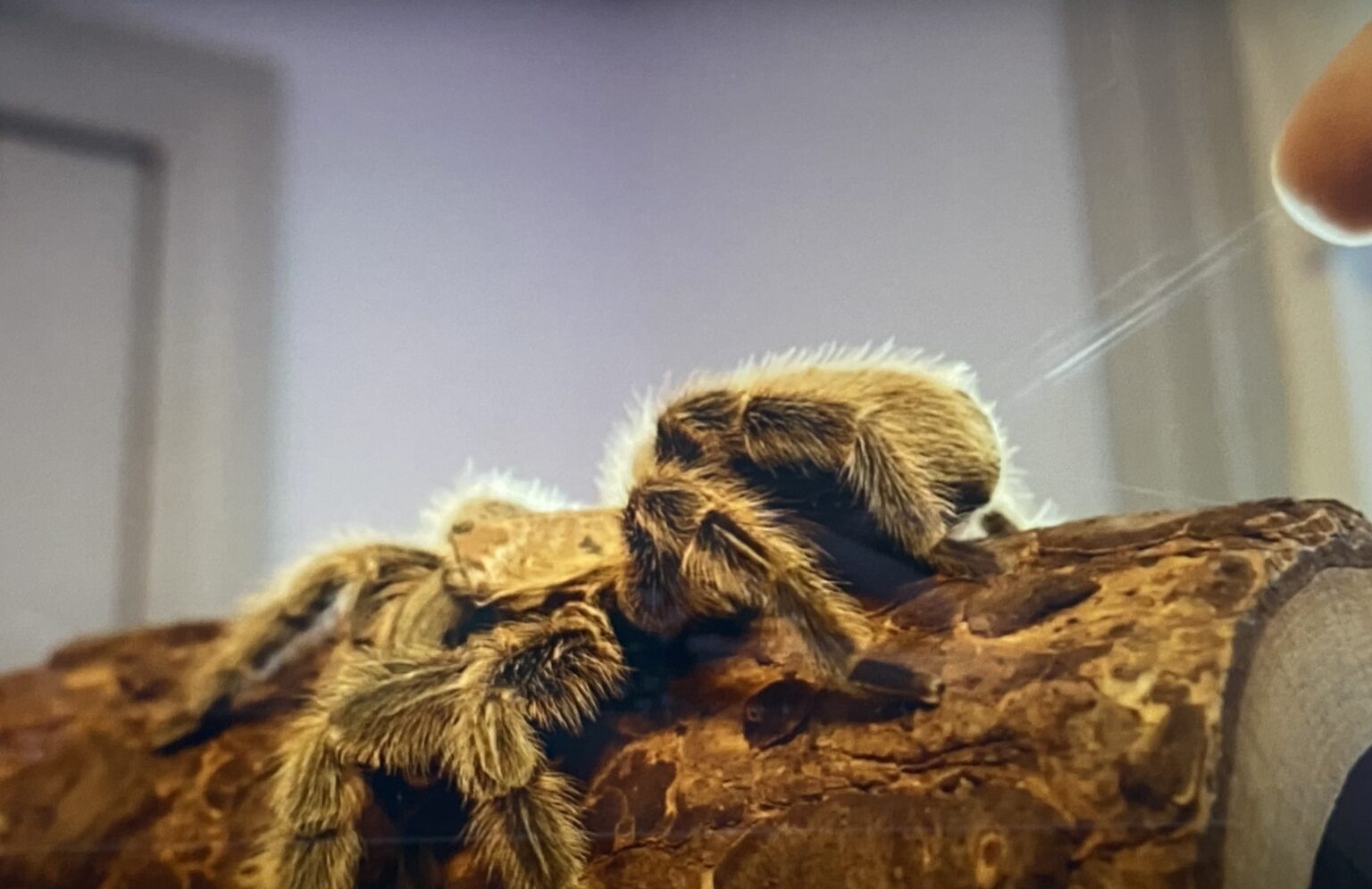 All You Need to Know About Tarantula Molting and Care | Spiders Web HQ