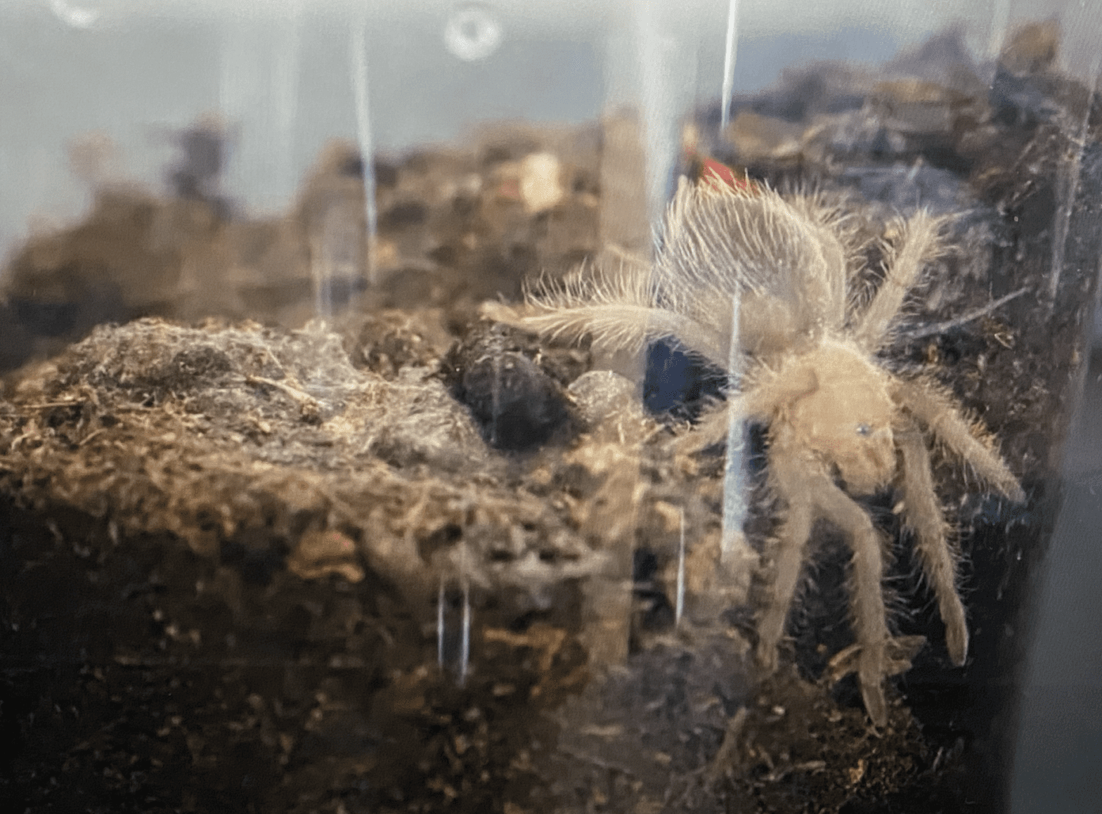 Exploring Tarantula Anatomy: Key Features of These Fascinating ...