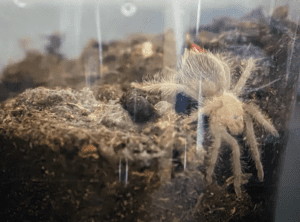 Exploring Tarantula Anatomy: Key Features of These Fascinating ...