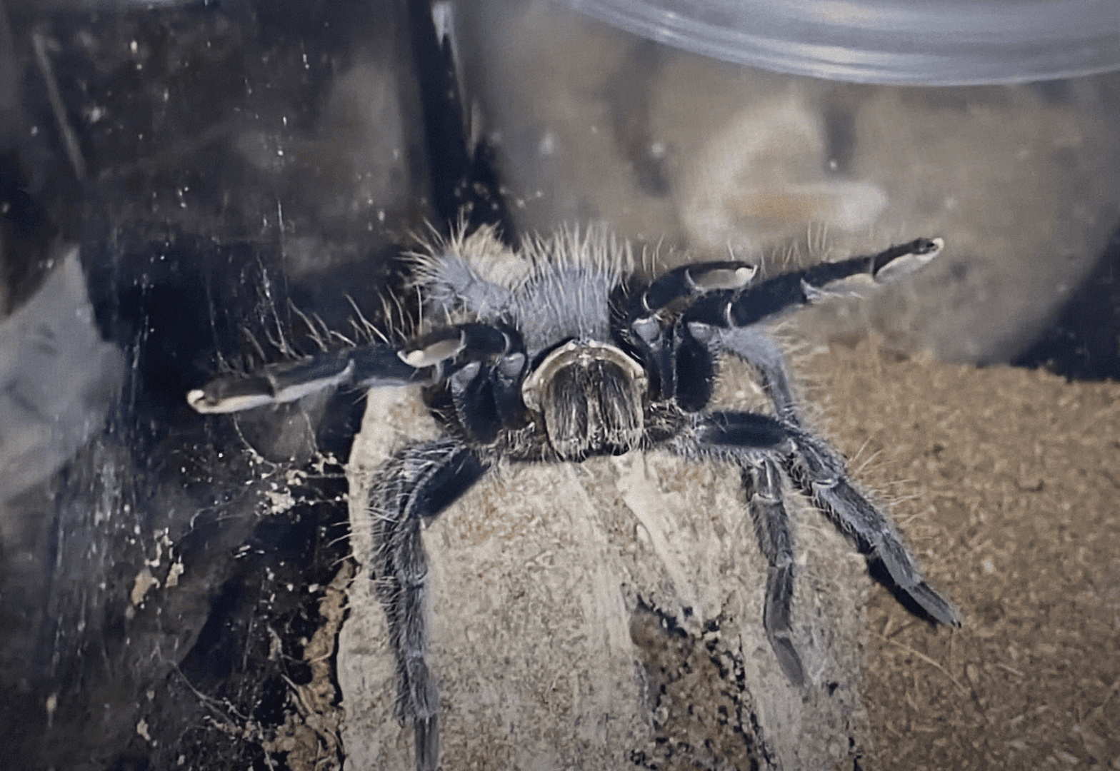 Tarantulas | Spiders Web HQ