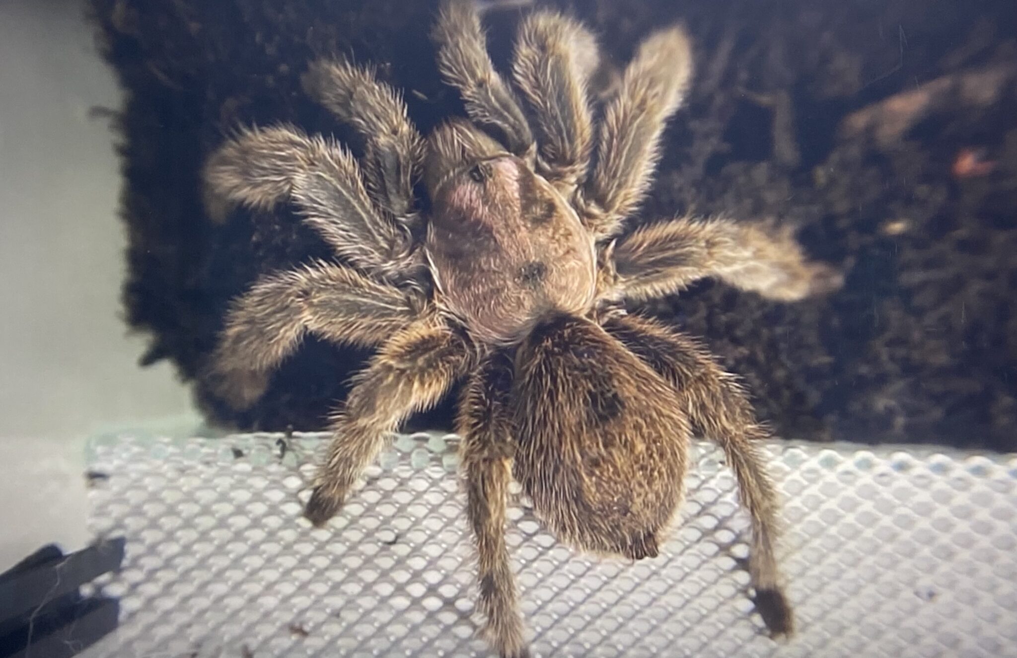 Buying a Tarantula: Top Species for New Arachnid Enthusiasts | Spiders ...