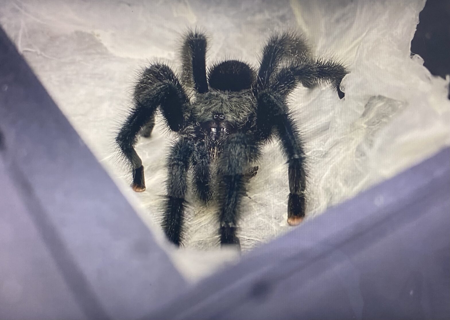 Buying a Tarantula: Top Species for New Arachnid Enthusiasts | Spiders ...