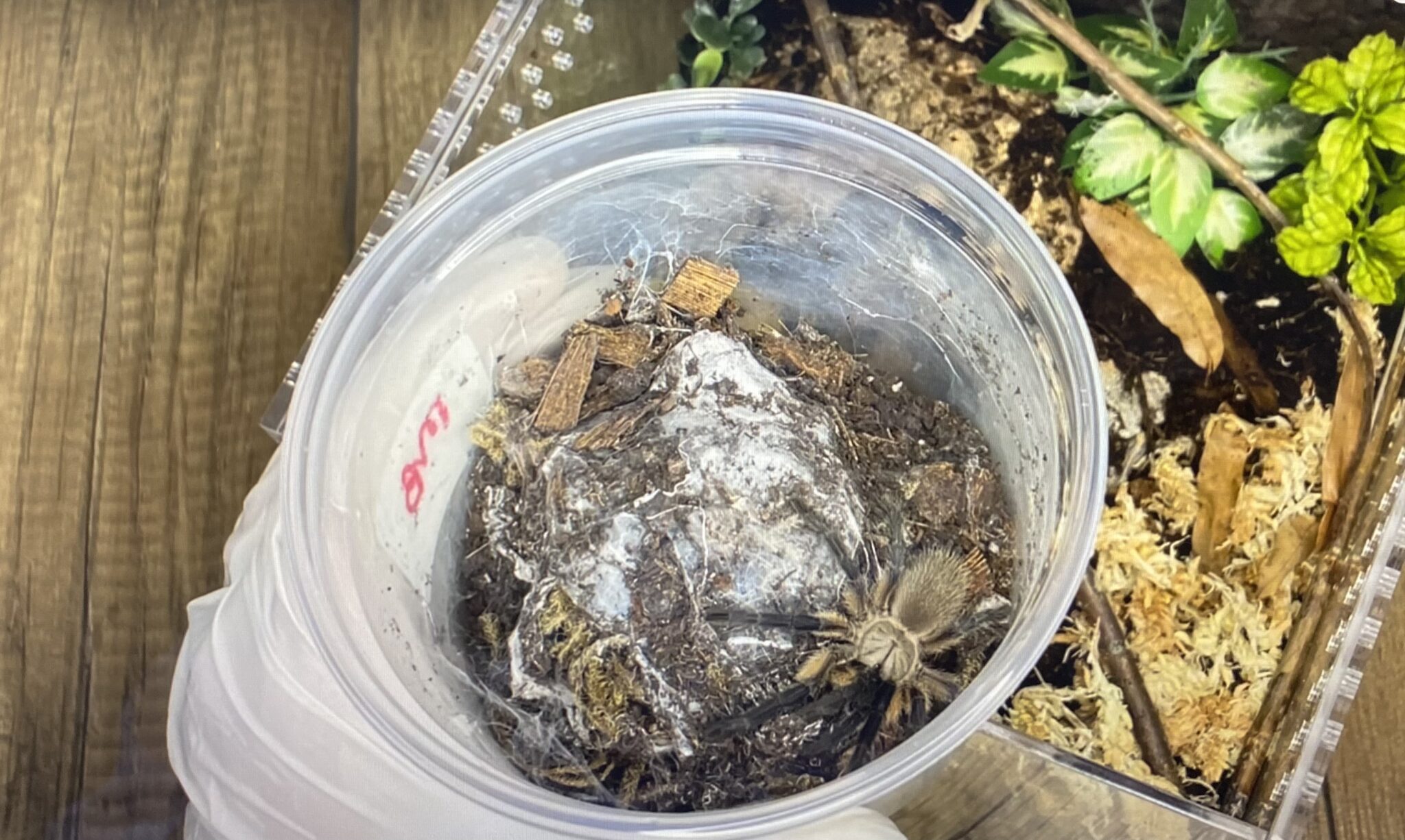 Tarantulas | Spiders Web HQ