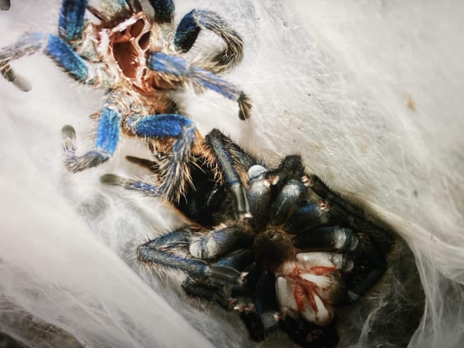 Tarantulas | Spiders Web HQ