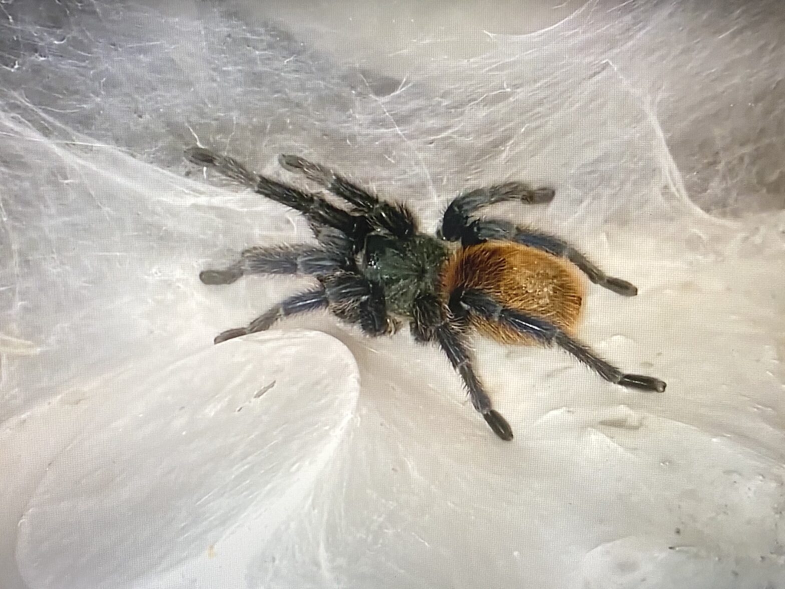 All You Need to Know About Tarantula Molting and Care | Spiders Web HQ