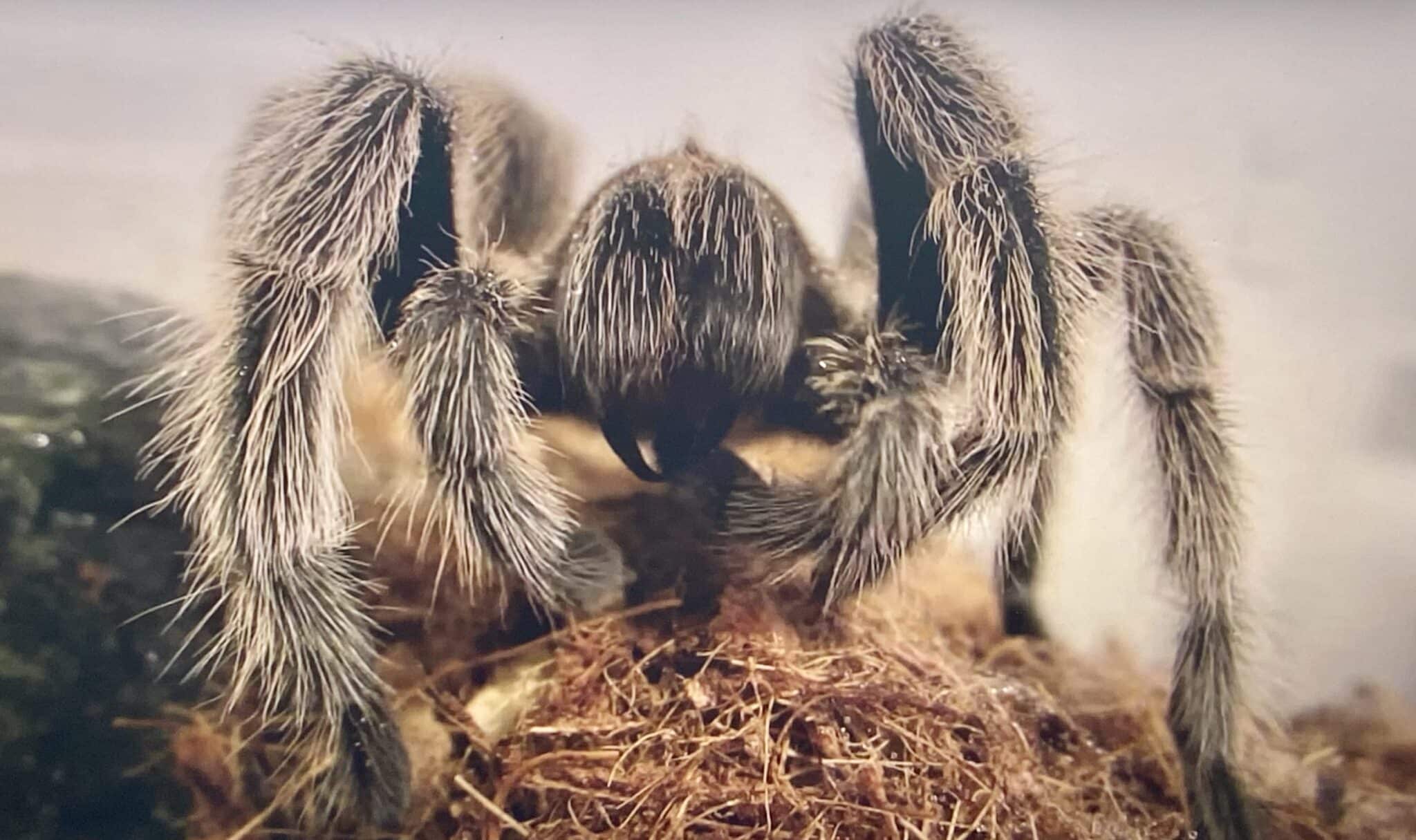 Are Tarantulas Dangerous to Handle? What You Need to Know | Spiders Web HQ