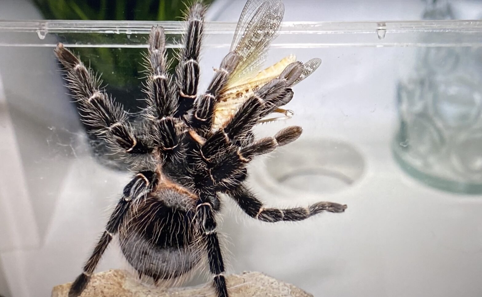 Feeding a Tarantula: A Comprehensive Guide for New Tarantula Owners | Spiders Web HQ