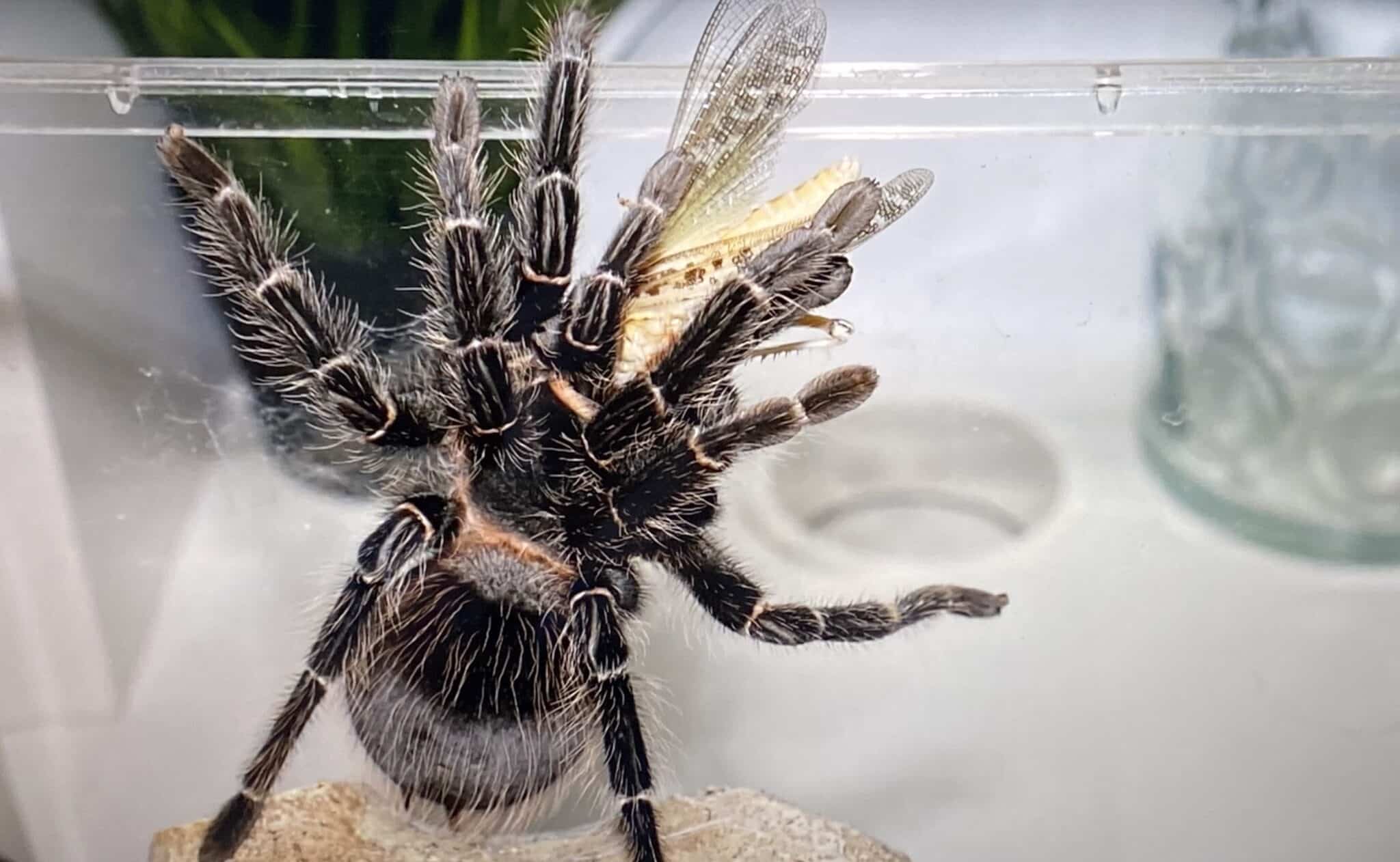 Feeding a Tarantula: A Comprehensive Guide for New Tarantula Owners ...