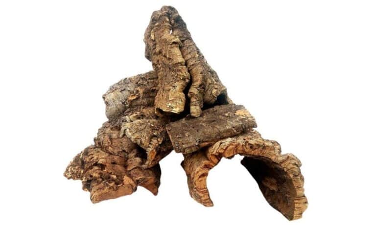 How to Create the Ultimate Jumping Spider Enclosure | Spiders Web HQ