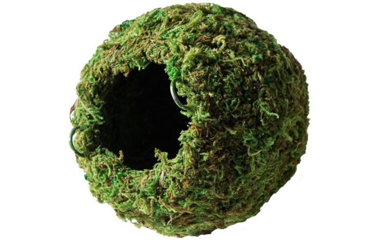 Bioactive Enclosure: The Ultimate Guide For Spider Enthusiasts ...