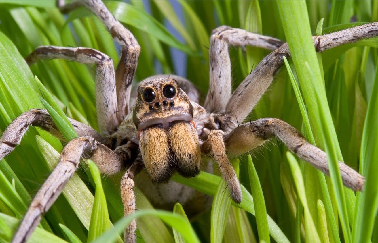 About | Spiders Web HQ