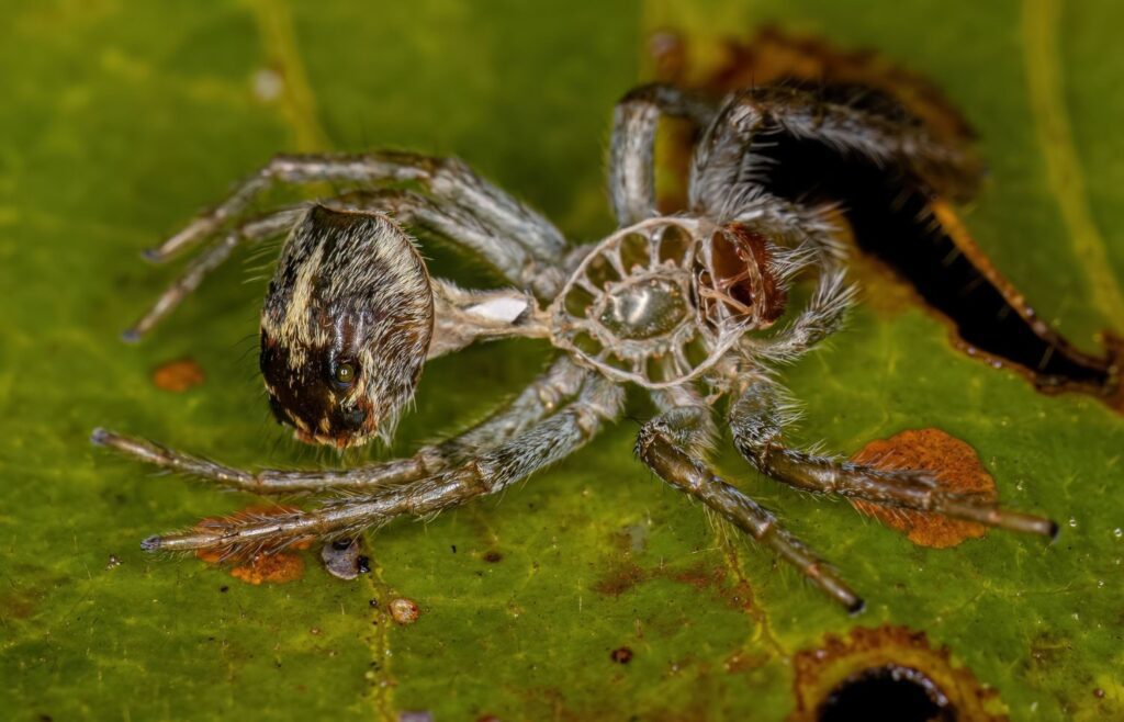 The Fascinating Journey of a Jumping Spider Molting | Spiders Web HQ