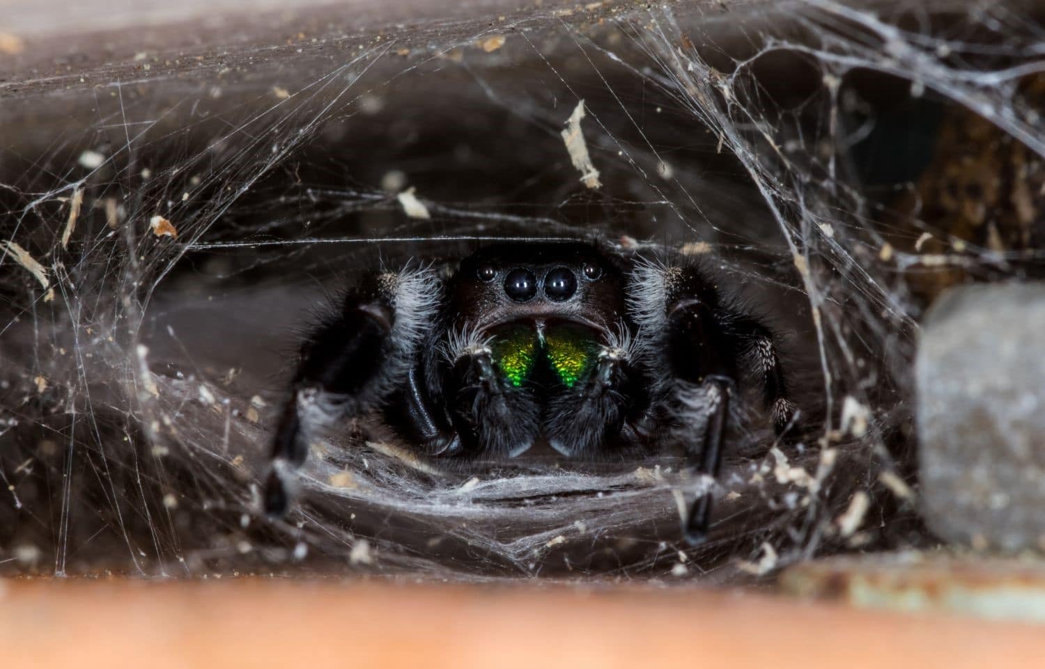 The Fascinating Journey of a Jumping Spider Molting | Spiders Web HQ