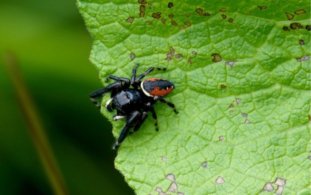 Red-Backed Jumping spider: The Intriguing World of the Phidippus ...