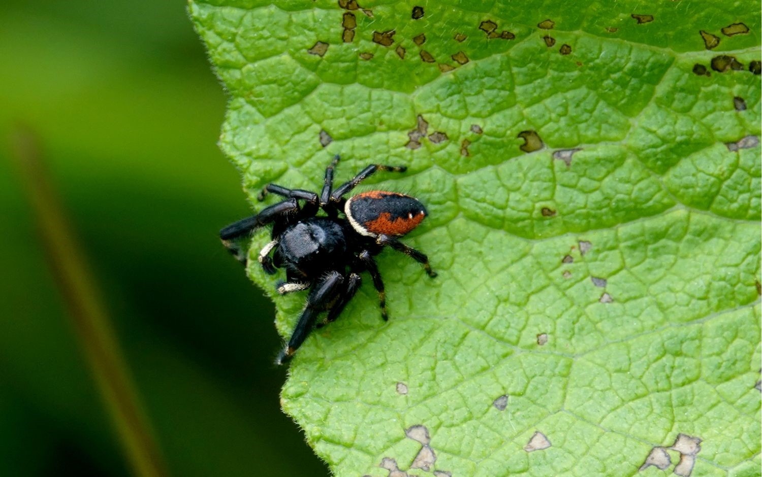 Red-Backed Jumping spider: The Intriguing World of the Phidippus ...