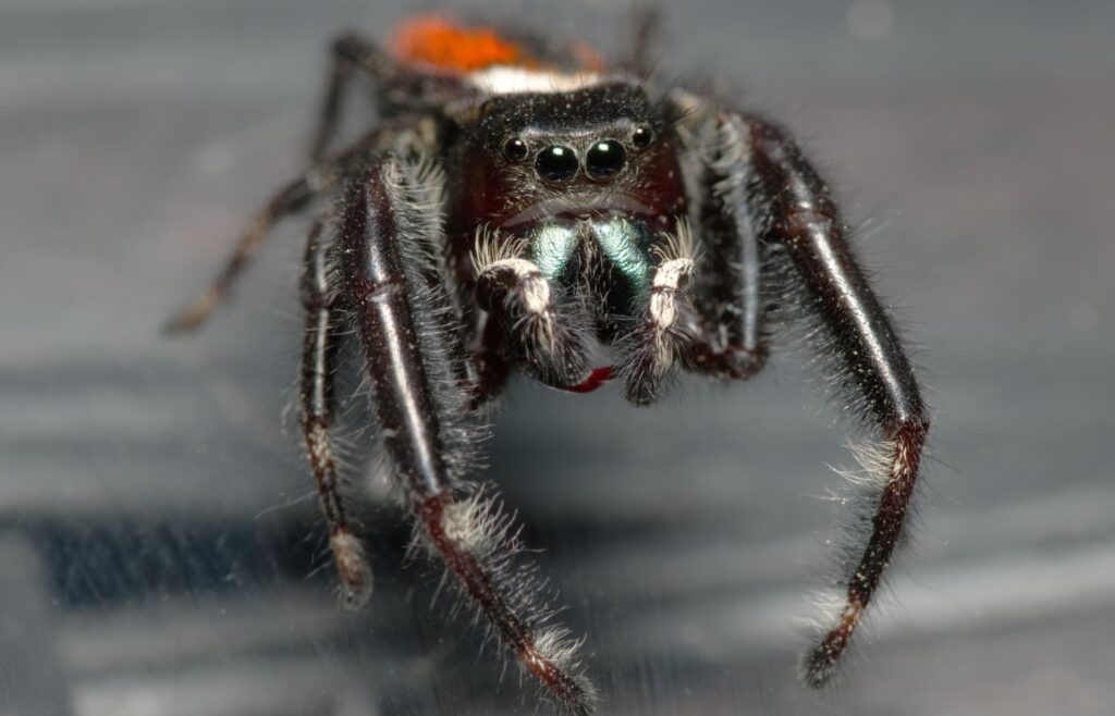Red-Backed Jumping spider: The Intriguing World of the Phidippus ...