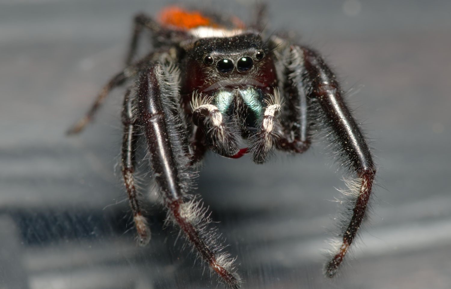 Red-Backed Jumping spider: The Intriguing World of the Phidippus ...