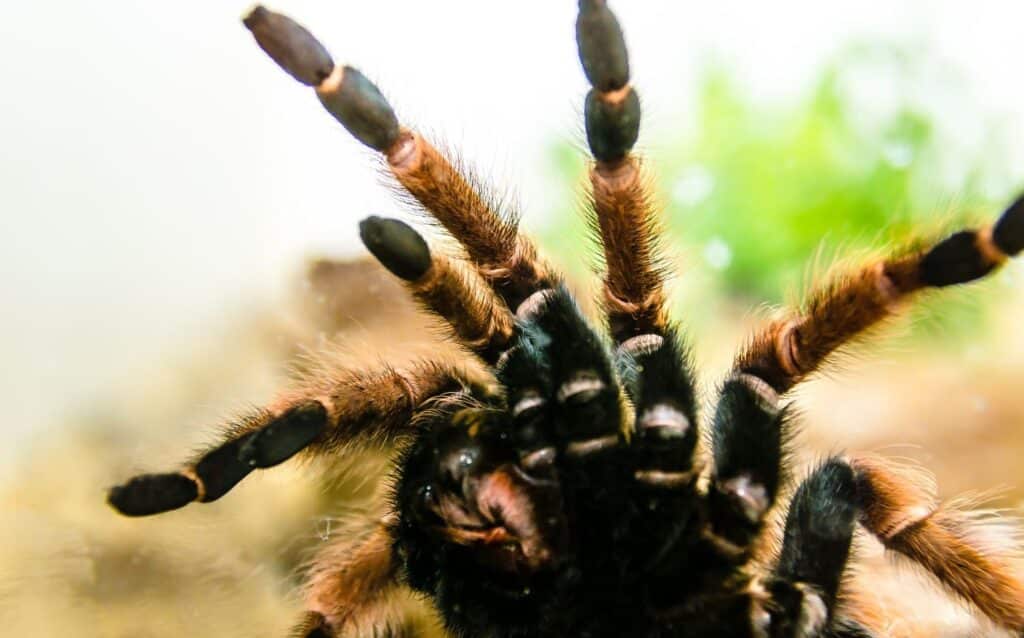 Tarantulas | Spiders Web HQ