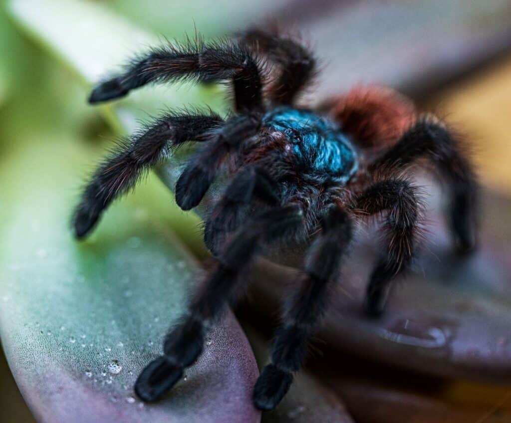 Tarantulas | Spiders Web HQ