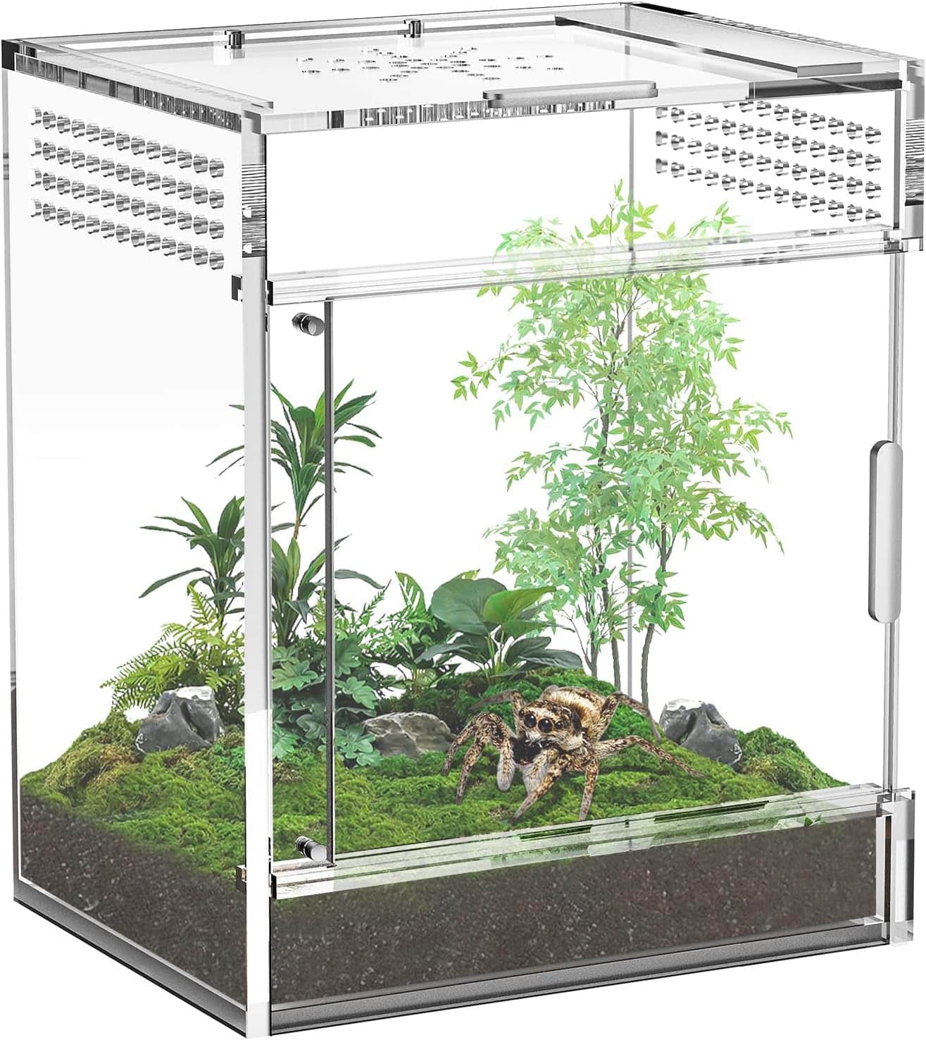 Jumping Spider Enclosures Reviewed: The Best of 2025 | Spiders Web HQ