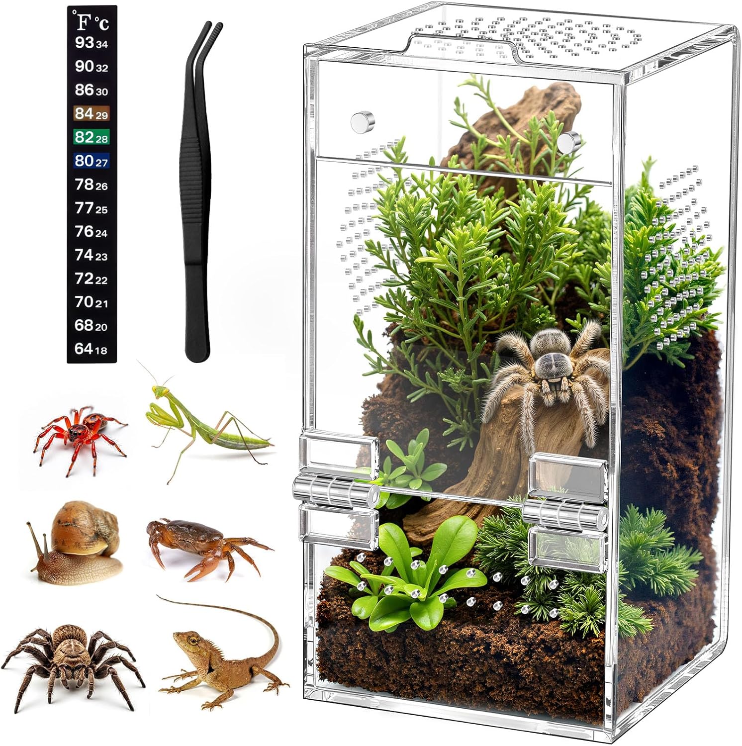 Jumping Spider Enclosures Reviewed: The Best of 2025 | Spiders Web HQ